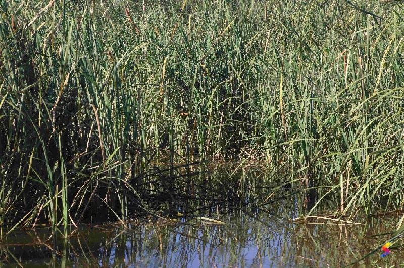 Define Marsh, Marsh Meaning, Marsh Examples, Marsh Synonyms, Marsh ...