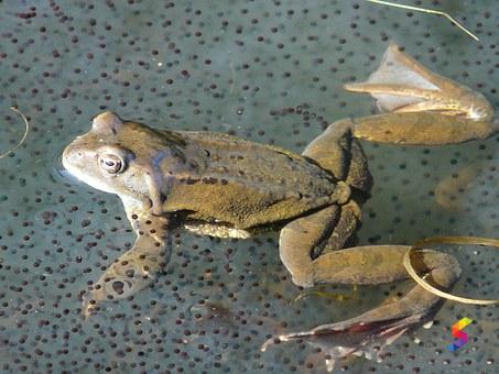 Define Spawn, Spawn Meaning, Spawn Examples, Spawn Synonyms, Spawn ...