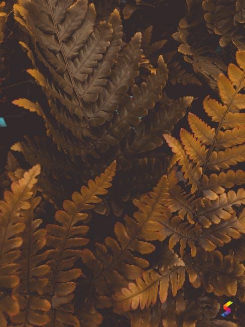 Define Frond, Frond Meaning, Frond Examples, Frond Synonyms, Frond ...