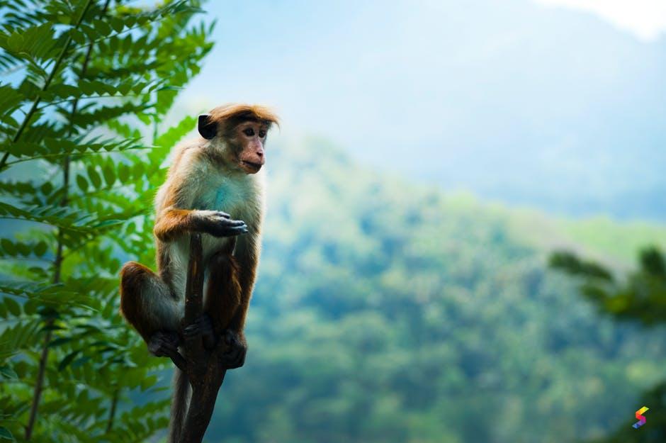 Define Primate, Primate Meaning, Primate Examples, Primate Synonyms ...