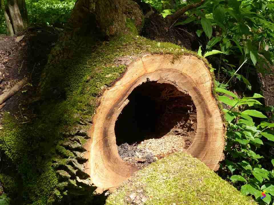 Define Hollow Hollow Meaning Hollow Examples Hollow Synonyms Hollow define-hollow-hollow-meaning-hollow-examples-hollow-synonyms-hollow