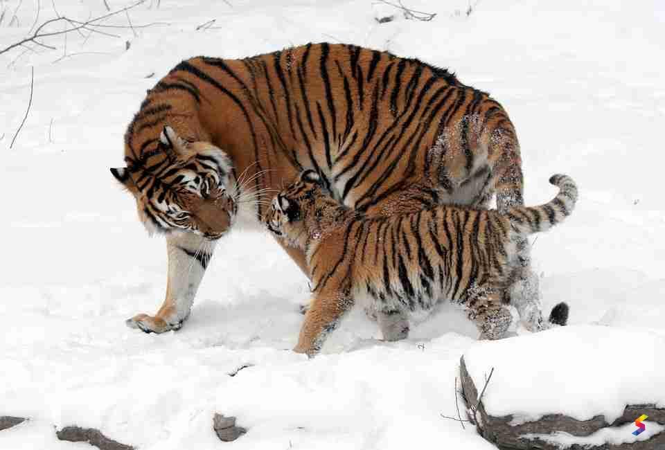 Define Cub, Cub Meaning, Cub Examples, Cub Synonyms, Cub Images, Cub ...
