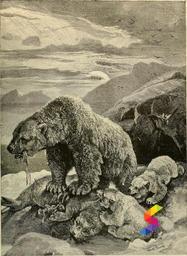 Define Ursine, Ursine Meaning, Ursine Examples, Ursine Synonyms, Ursine ...