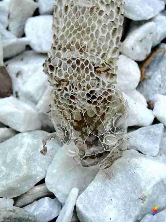 Define Molt, Molt Meaning, Molt Examples, Molt Synonyms, Molt Images ...