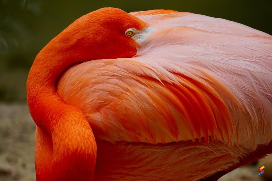 Define Plumage Plumage Meaning Plumage Examples Plumage Synonyms define-plumage-plumage-meaning-plumage-examples-plumage-synonyms