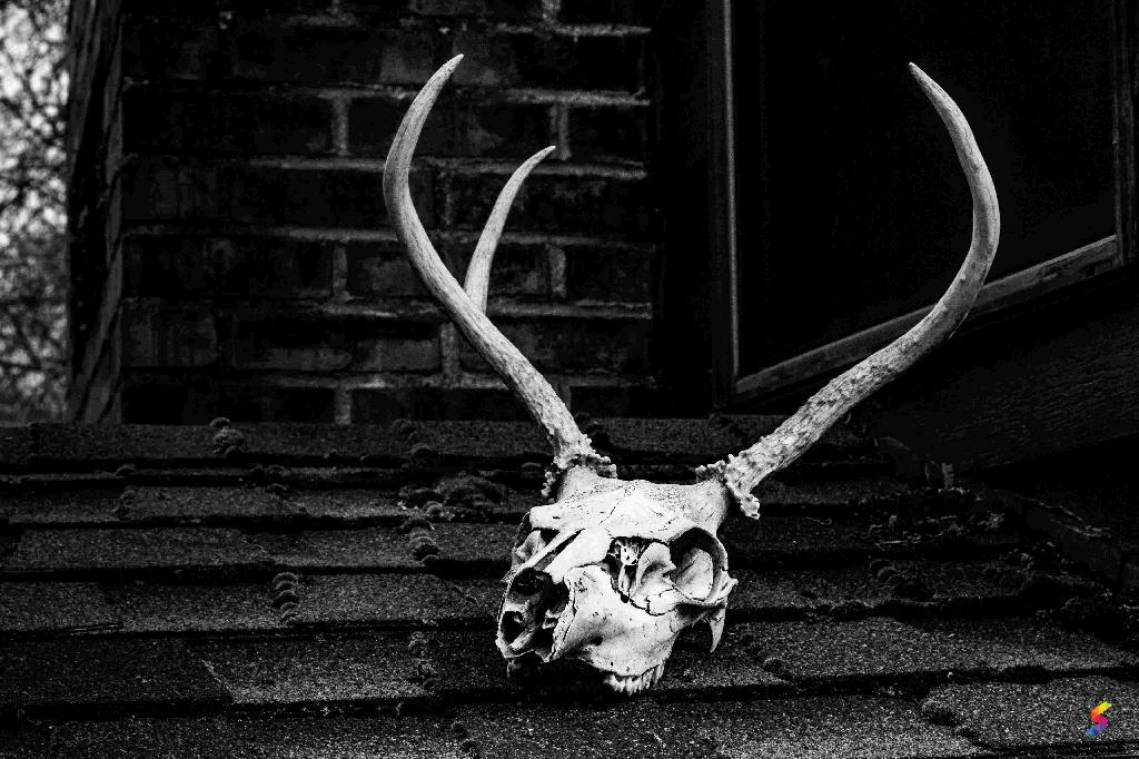 Define Skull Skull Meaning Skull Examples Skull Synonyms Skull Define Skull Skull Meaning Skull Examples Skull Synonyms Skull