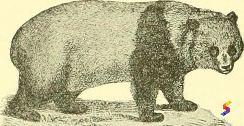 Define Ursine, Ursine Meaning, Ursine Examples, Ursine Synonyms, Ursine ...