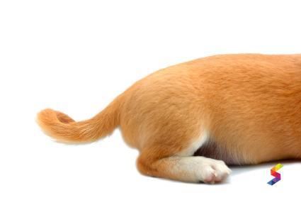 Define Wag, Wag Meaning, Wag Examples, Wag Synonyms, Wag Images, Wag ...