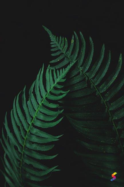 Define Frond, Frond Meaning, Frond Examples, Frond Synonyms, Frond ...