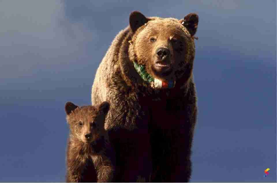 Define Cub Cub Meaning Cub Examples Cub Synonyms Cub Images Cub Define Cub Cub Meaning Cub Examples Cub Synonyms Cub Images Cub