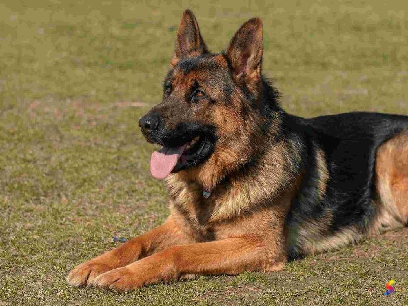 Define Hound, Hound Meaning, Hound Examples, Hound Synonyms, Hound ...