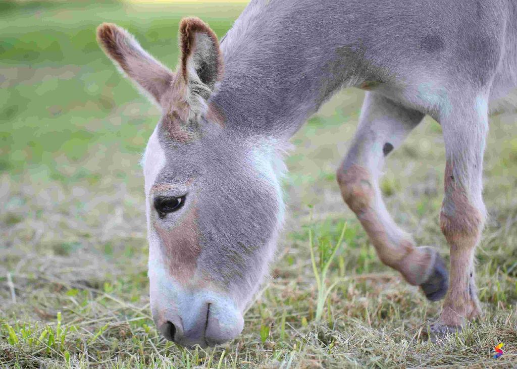 Define Donkey, Donkey Meaning, Donkey Examples, Donkey Synonyms, Donkey ...