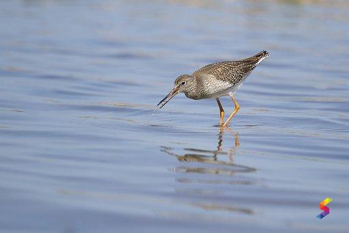 Define Snip, Snip Meaning, Snip Examples, Snip Synonyms, Snip Images ...