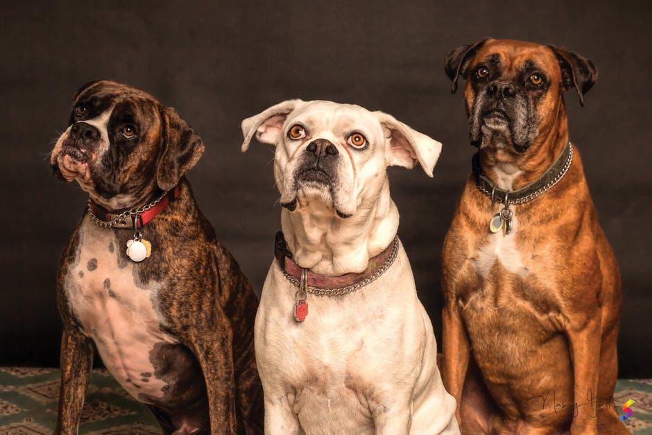 Define Hound Hound Meaning Hound Examples Hound Synonyms Hound define-hound-hound-meaning-hound-examples-hound-synonyms-hound