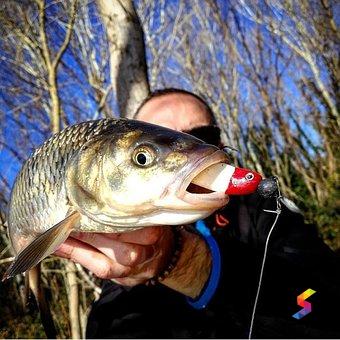 Define Decoy, Decoy Meaning, Decoy Examples, Decoy Synonyms, Decoy ...