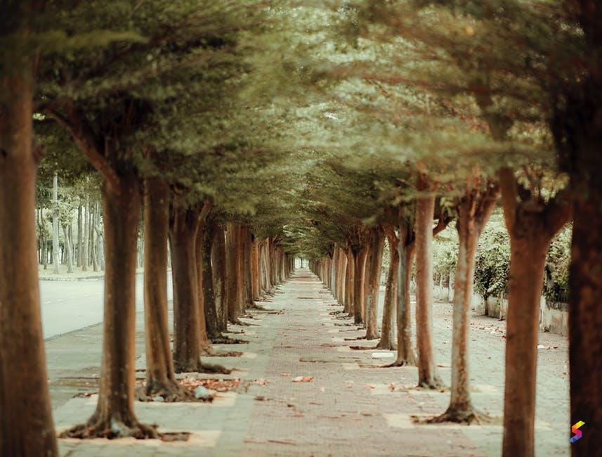 Define Walkway, Walkway Meaning, Walkway Examples, Walkway Synonyms ...